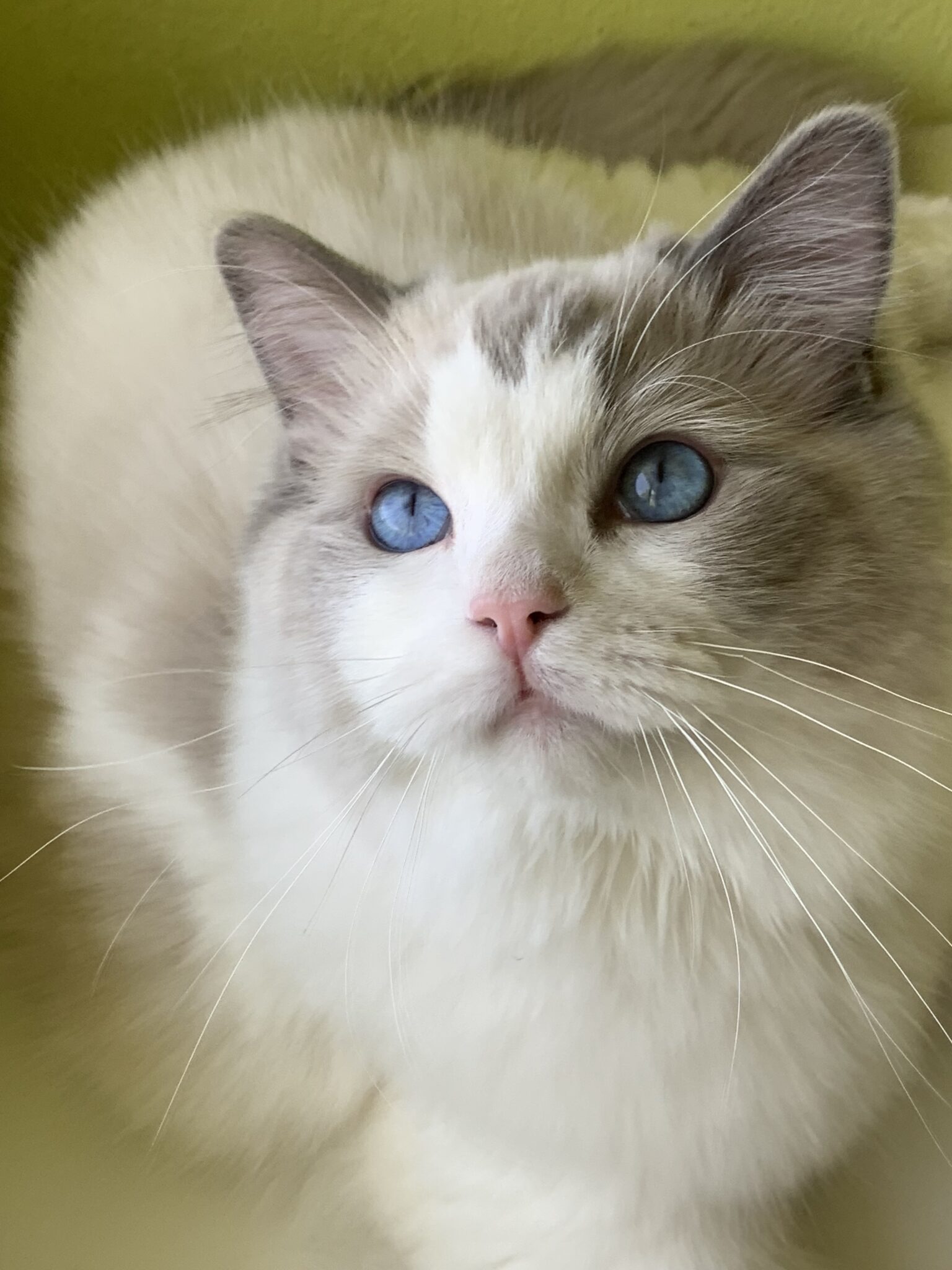 King & Queen – Be Happy Ragdolls