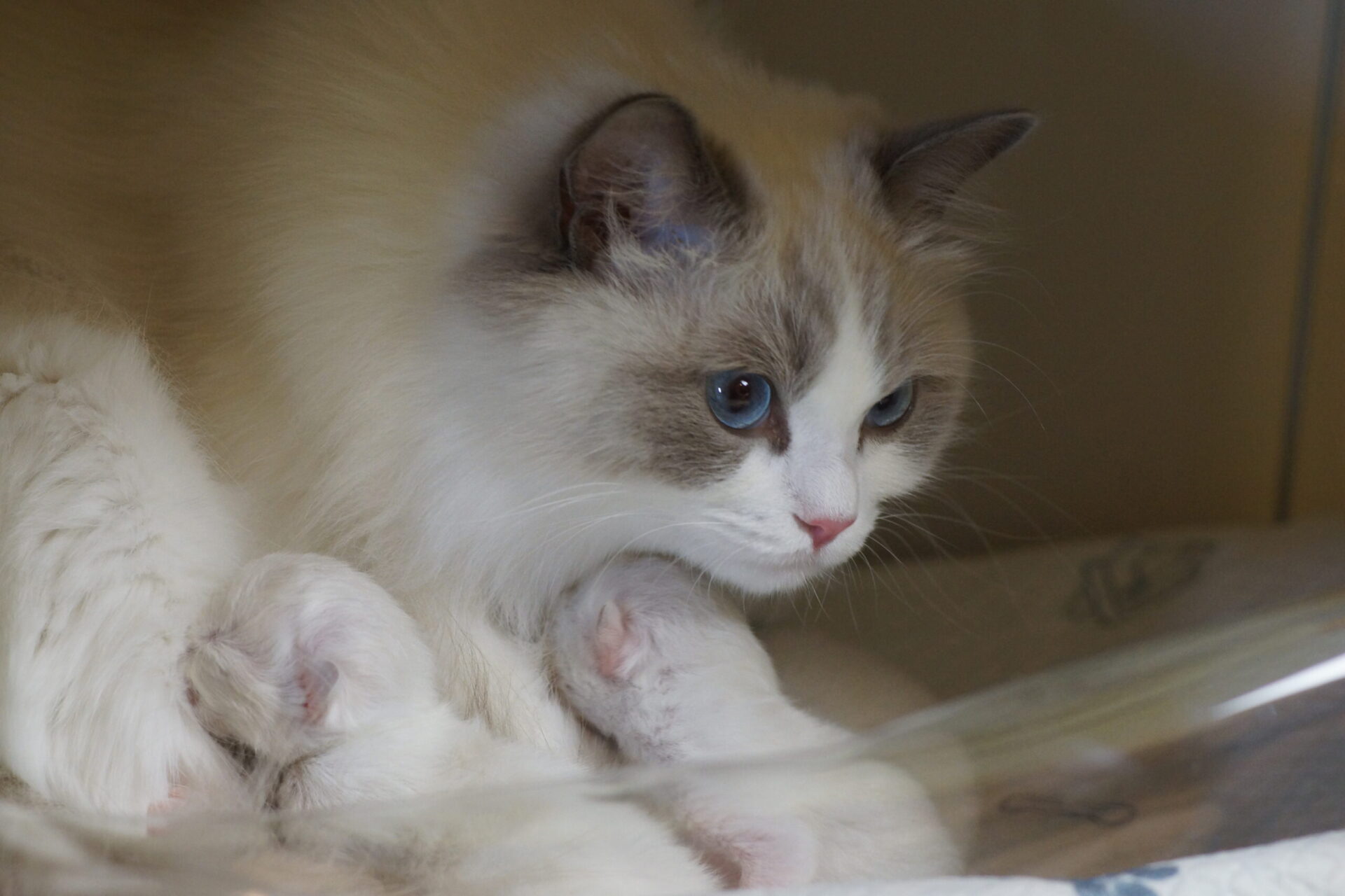Available Kittens – Be Happy Ragdoll