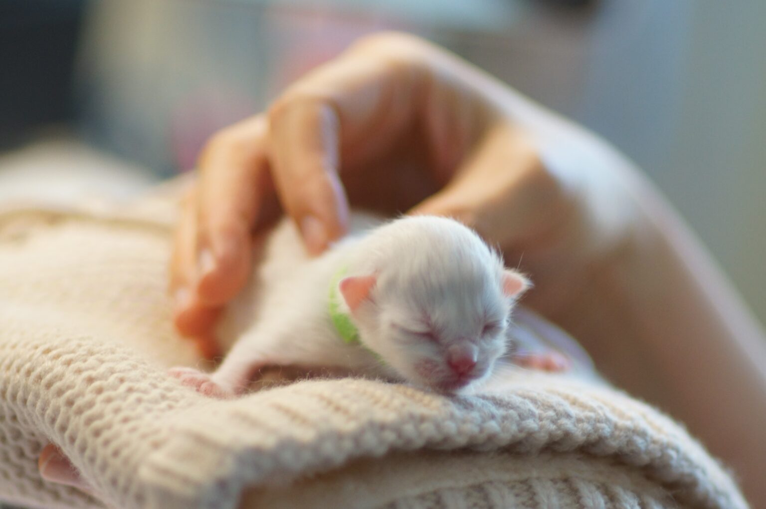 Available Kittens – Be Happy Ragdoll