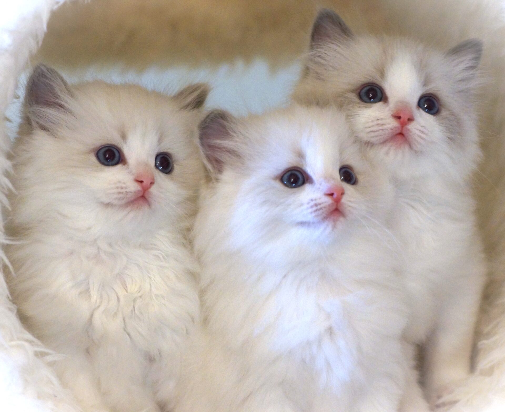 Be Happy Ragdoll – Welcome to Be Happy Ragdoll!